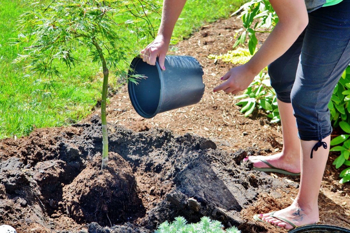 What is earth day? Who created it, how to celebrate it and why?